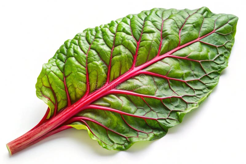 Swiss Chard Leaf Isolated on White Background Stock Illustration ...