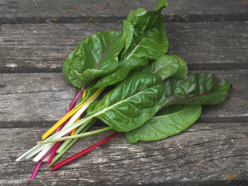 Swiss Chard With Multicoloured Stems Stock Image - Image of chard ...
