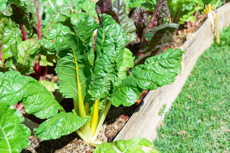 Swiss Chard Ready for Harvest in the Summer Vegetable Bed Stock Image ...