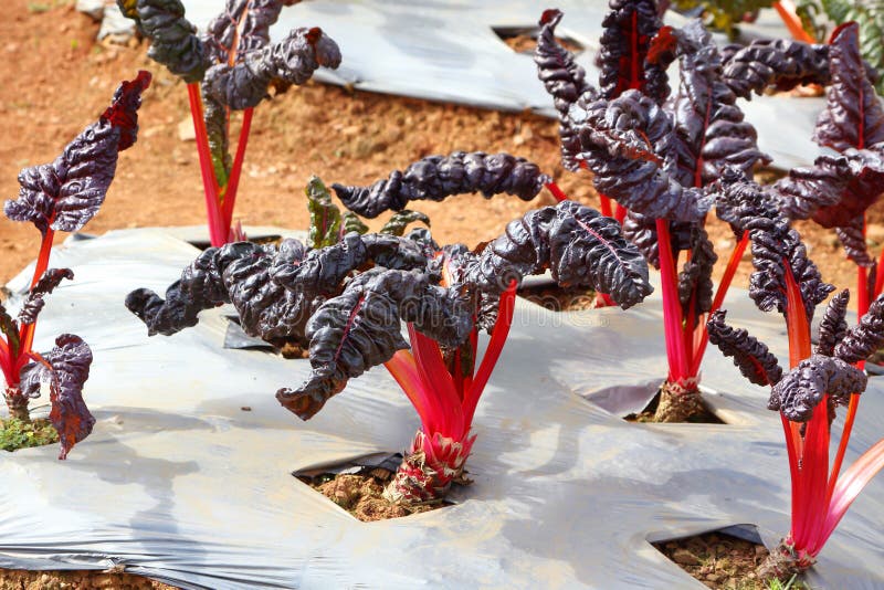 Swiss chard red stem stock photo. Image of agriculture - 365948190
