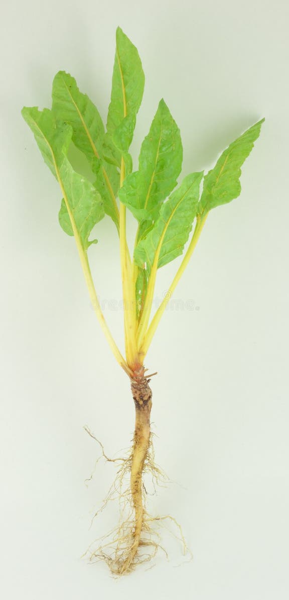 Swiss chard, roots and all stock photo. Image of plant - 14391416
