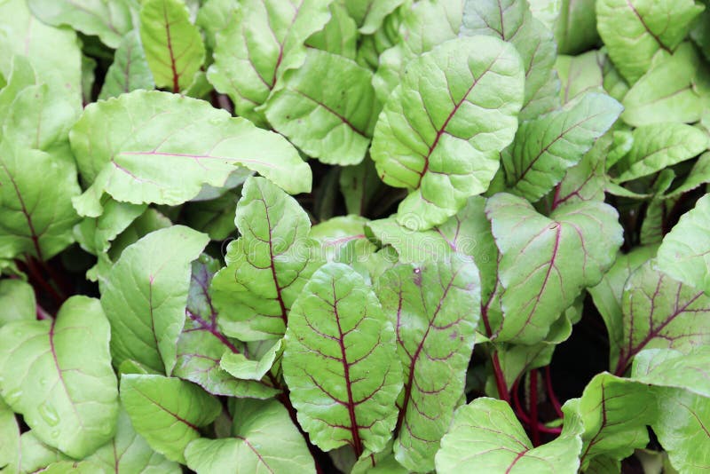 Swiss Chard Silverbeet Vegetable Stock Photo - Image of plant, organic ...