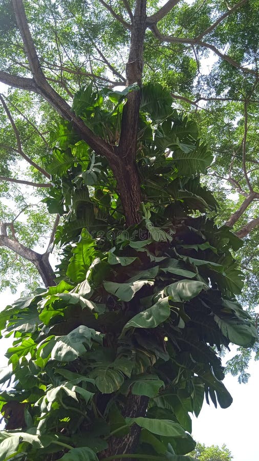 Swiss Cheese Plant Attached To a Rosewood Tree Stock Image - Image of ...
