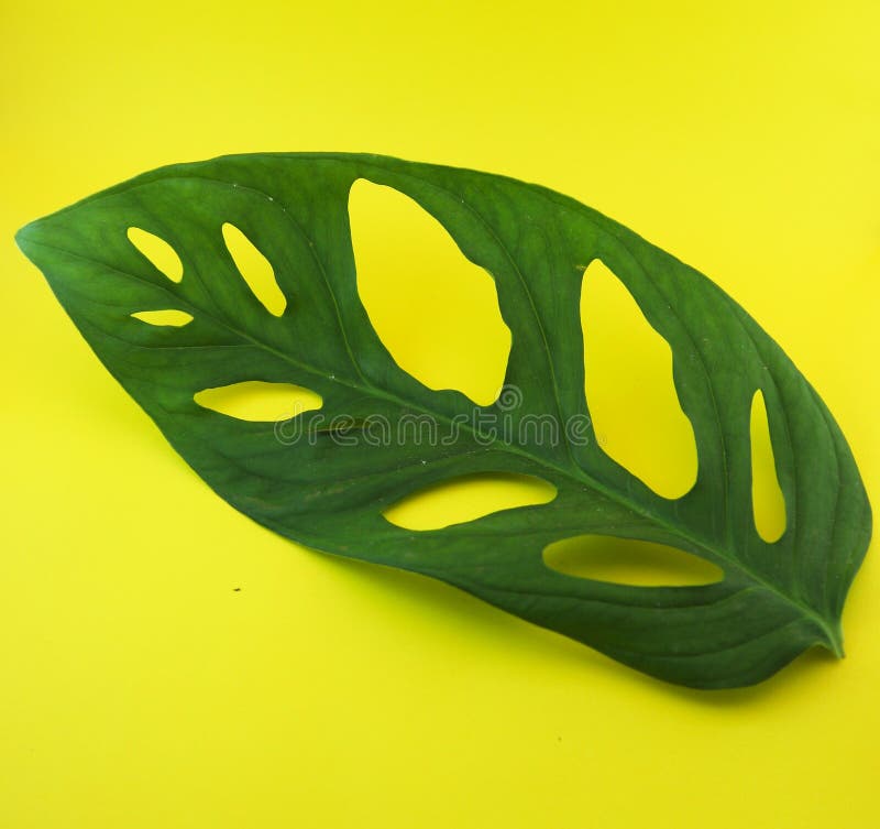 Swiss Cheese Plant Leaf (Monstera Adansonii) Stock Image - Image of ...