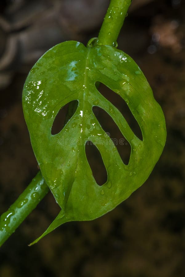 Swiss Cheese Plant stock image. Image of fresh, nature - 207886245