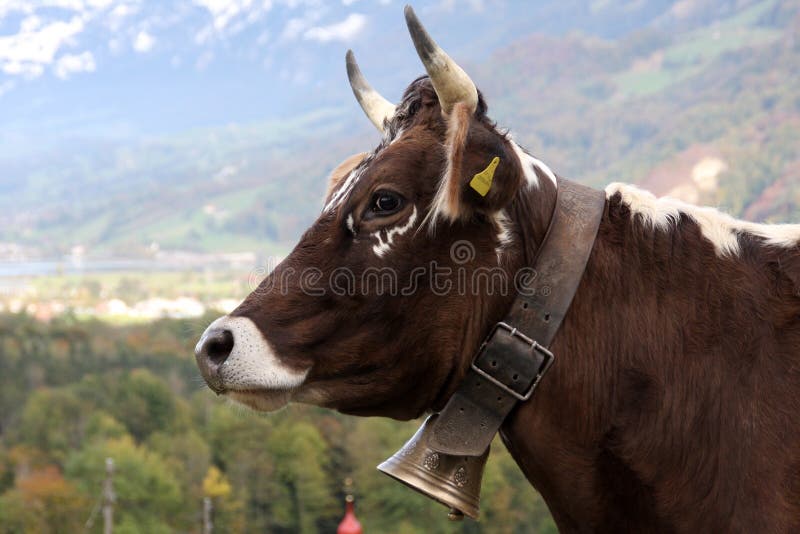 Swiss cow stock photo. Image of switzerland, horn, swiss - 12166300