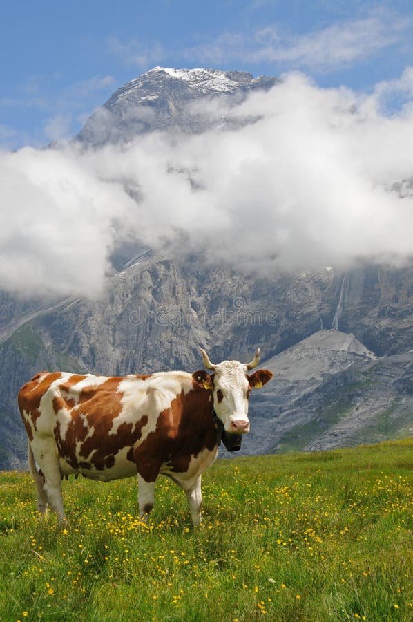 Swiss cow stock image. Image of cattle, grass, swiss - 16220001