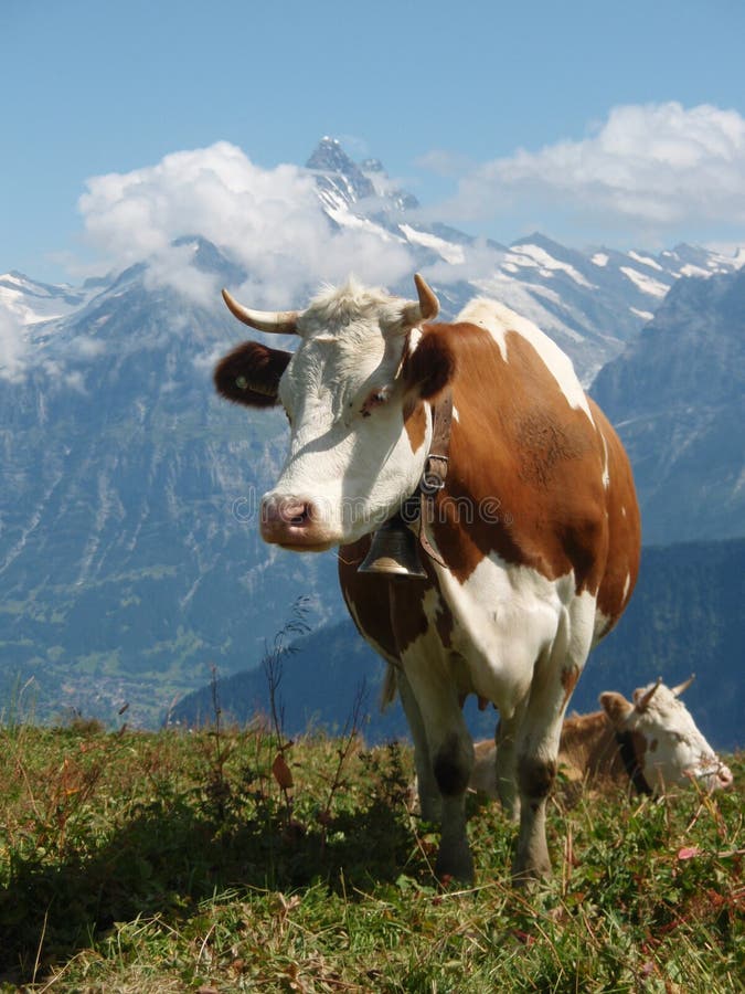 Swiss cow stock image. Image of mountains, nature, brown - 21747631