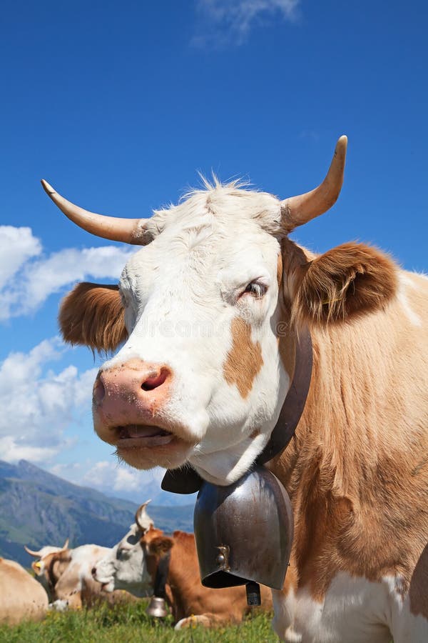 Swiss cow stock image. Image of environment, cheese, alps - 26169889