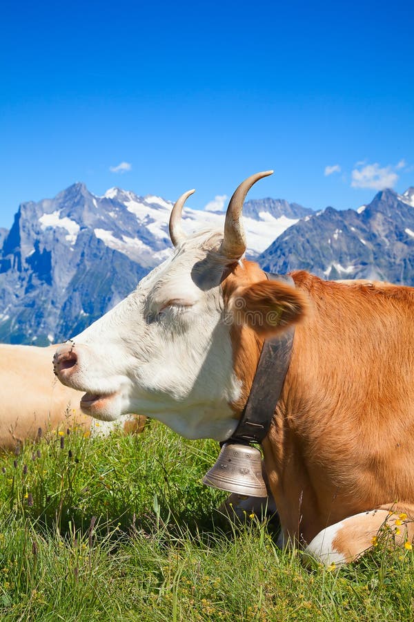 Swiss cow stock photo. Image of europe, landscape, farming - 26312796