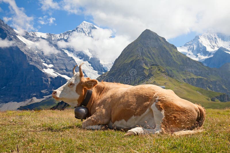 Swiss cow stock image. Image of ecotourism, alps, clouds - 28217809