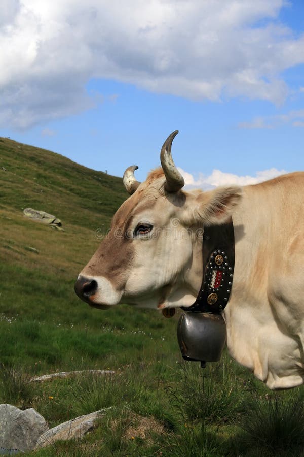 Swiss cow stock photo. Image of field, neat, bell, fringe - 5422072
