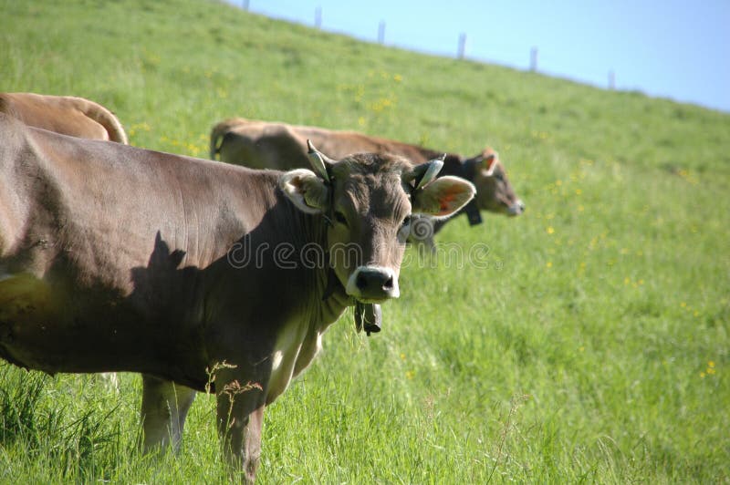 Swiss Cow Picture. Image: 5583959