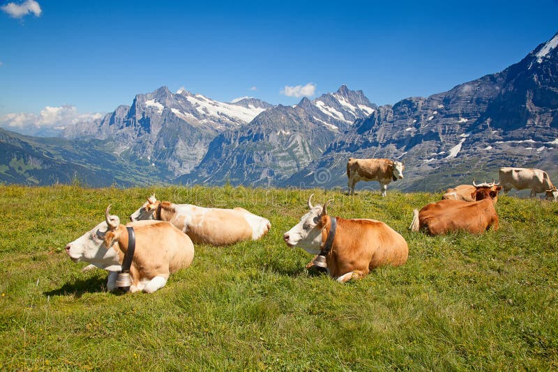 Swiss cow stock image. Image of environment, agriculture - 36873709