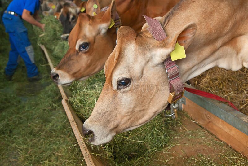 Swiss cow farm stock image. Image of beef, clean, bull - 21821499
