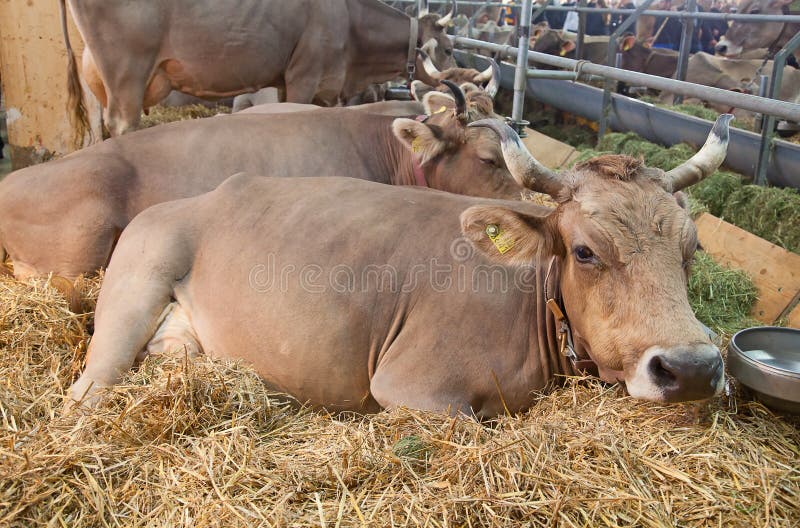 Modern swiss cow farm stock photo. Image of mild, area - 18910874