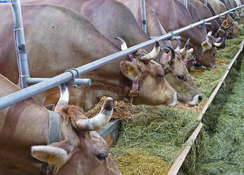 Swiss cow farm stock image. Image of industry, cattle - 22007729