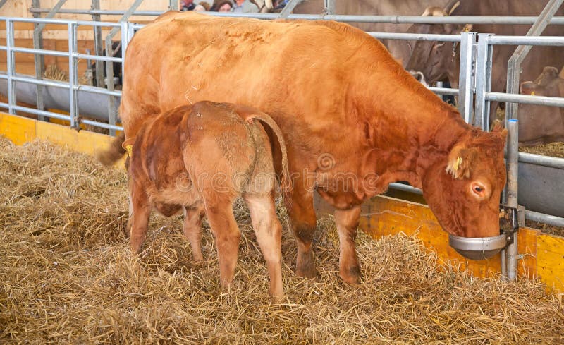 Modern swiss cow farm stock photo. Image of mild, area - 18910874