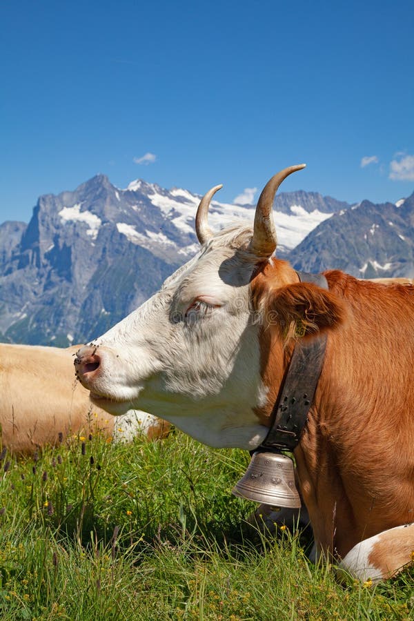Swiss cow farm stock image. Image of mammals, natural - 183150807