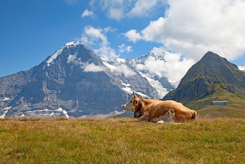 Swiss cow farm stock image. Image of milk, bull, industrial - 183150813
