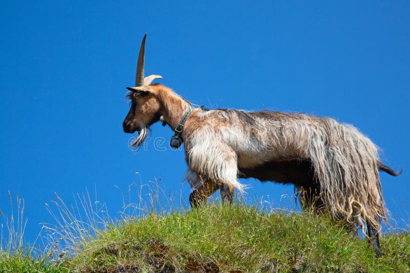 Swiss goat stock photo. Image of herd, grass, mountains - 162846284