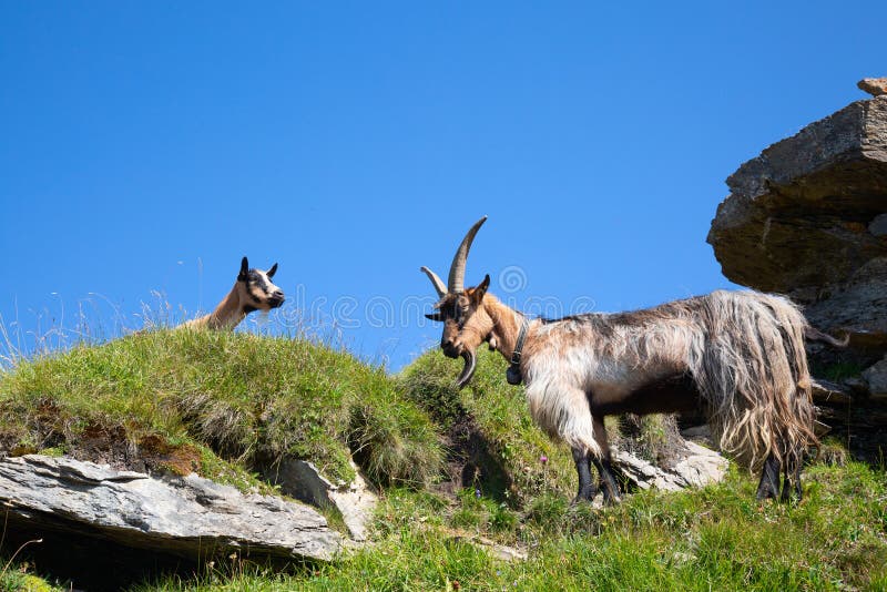Swiss goat stock photo. Image of ecotourism, landscape - 162846694