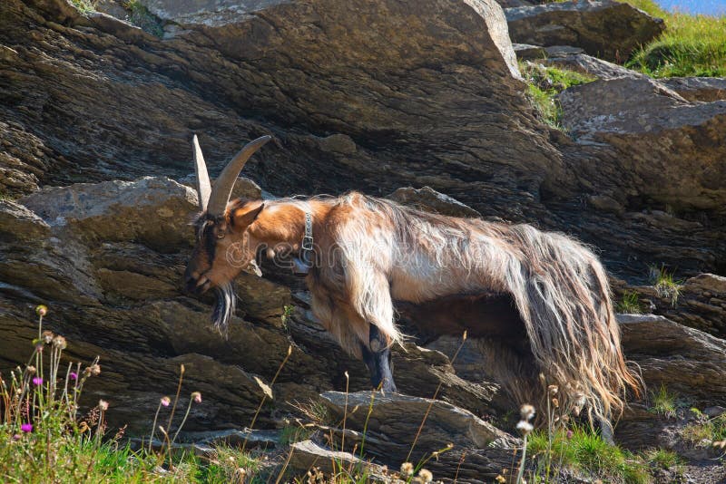 Swiss goat stock photo. Image of europe, herd, country - 162846436