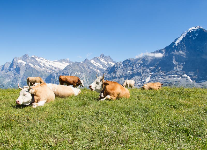 Cows in the swiss alps stock photo. Image of alpine, dairy - 26868692