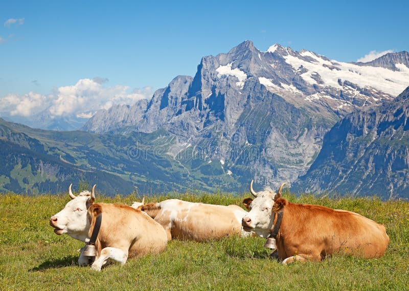 Swiss cows stock image. Image of hill, landscape, farming - 27135565