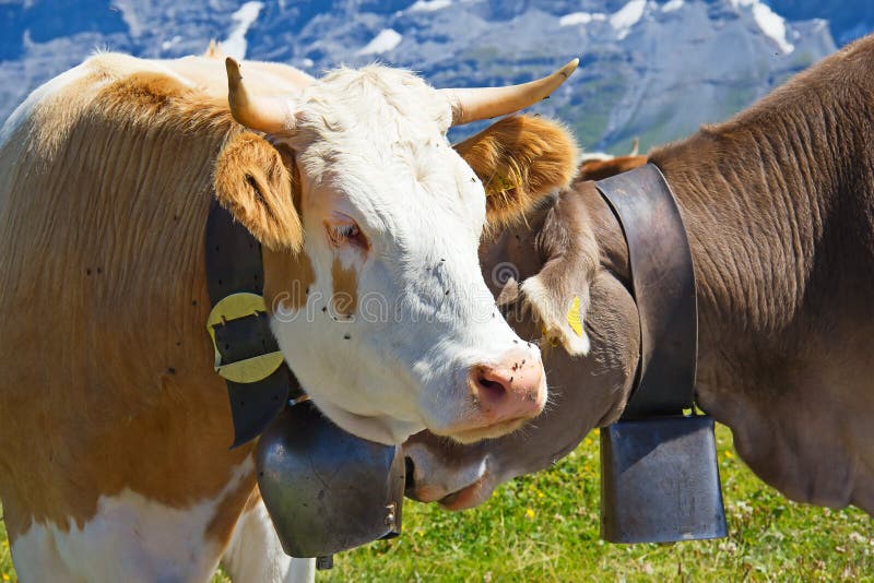 Swiss cows stock image. Image of mountaineering, ecotourism - 27247539