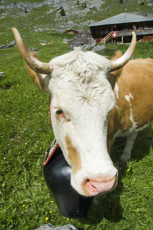 Swiss Cows in the High Pasture Stock Image - Image of bell, switzerland ...