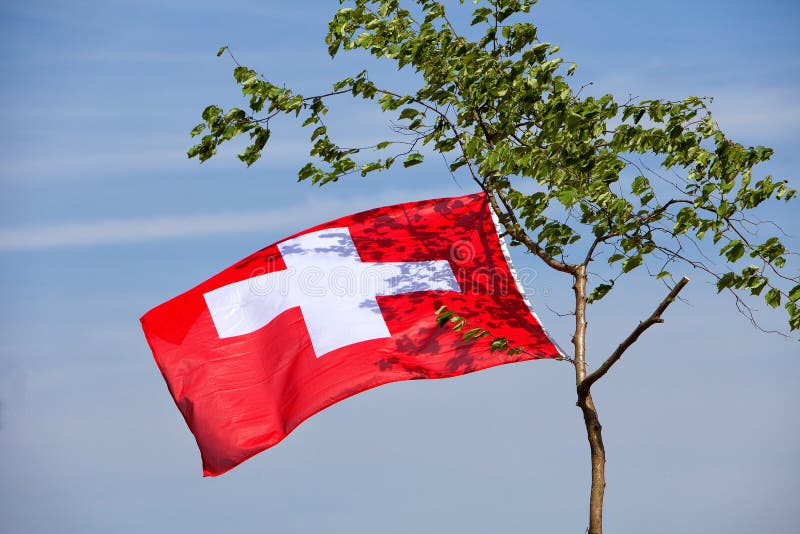 Swiss Flag Hanging in a Tree Stock Photo - Image of swiss, swinging ...