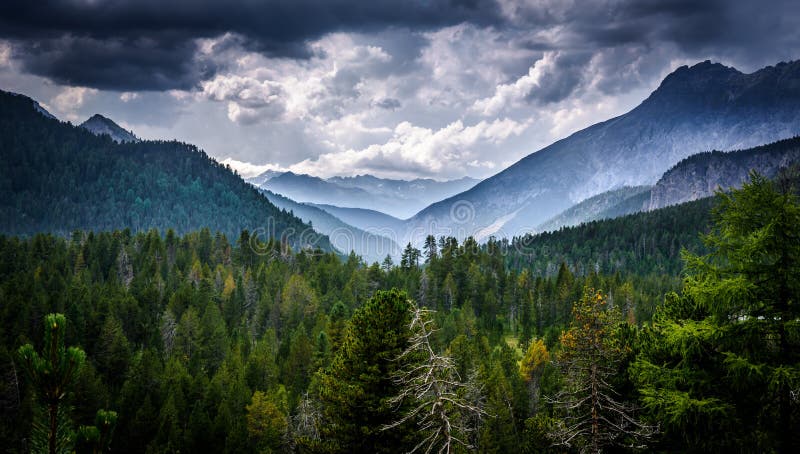 Swiss Forest Landscape Evoking Calm And Serenity Stock Photo - Image of ...