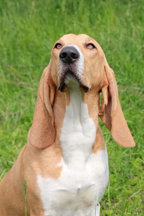 Swiss Hound stock image. Image of pets, muzzle, park - 46359685