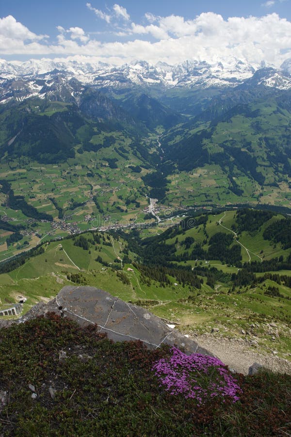 Swiss Landscape, Alpine Flower Stock Photo - Image of valley, vacation ...
