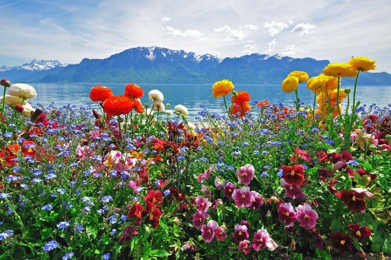 Flowers in swiss Alps stock image. Image of bodies, water - 31980119
