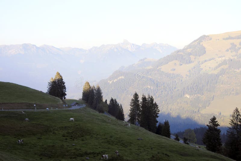 Swiss meadows stock photo. Image of switzerland, season - 217021394