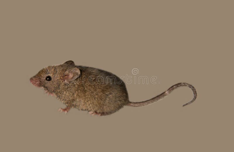 Swiss Mice Isolated in White Imagen de archivo - Imagen de capa, roedor ...