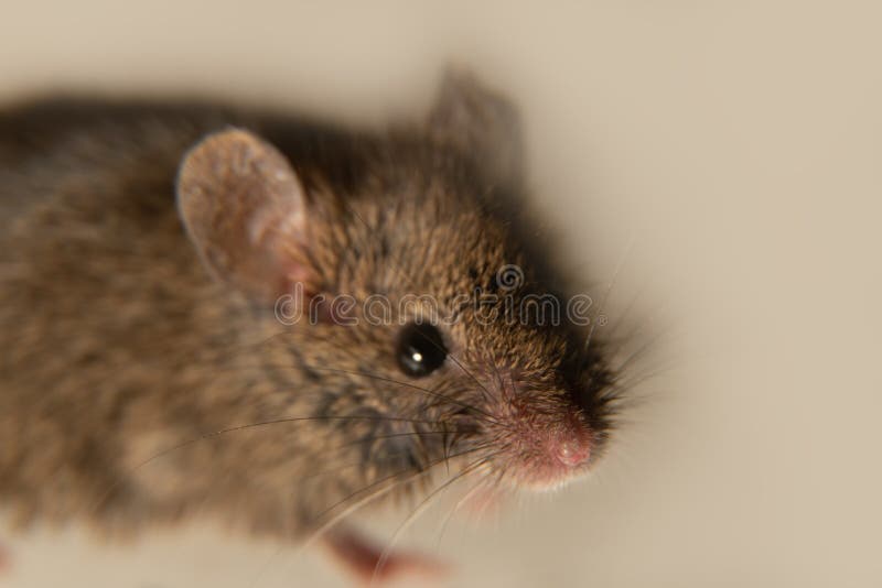 Swiss Mice Isolated in White Imagem de Stock - Imagem de rato, roedores ...