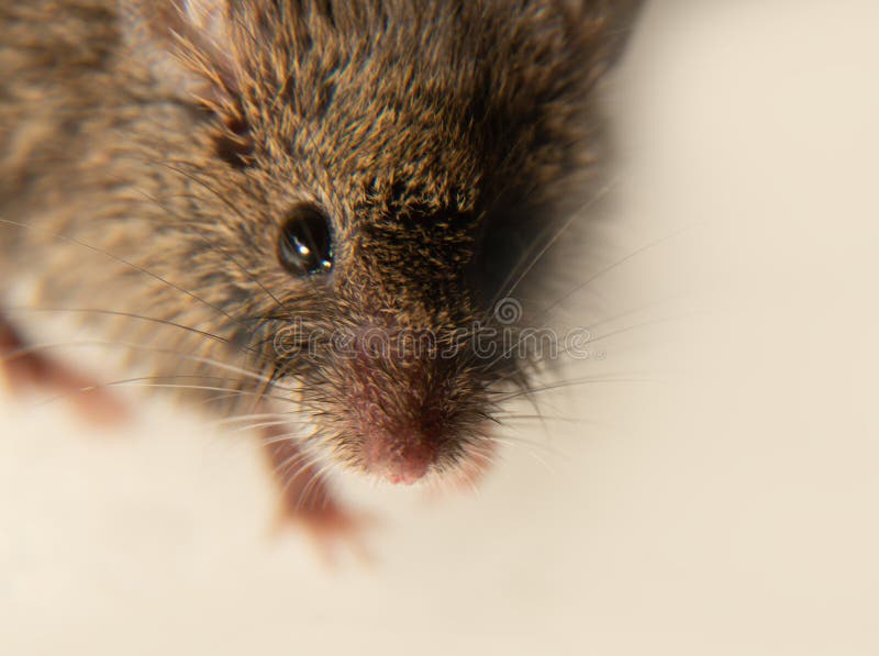 Swiss Mice Isolated in White Foto de archivo - Imagen de suizo ...