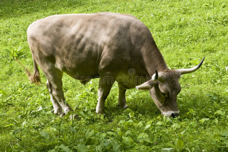 11,542 Ox Photos - Free & Royalty-Free Stock Photos from Dreamstime