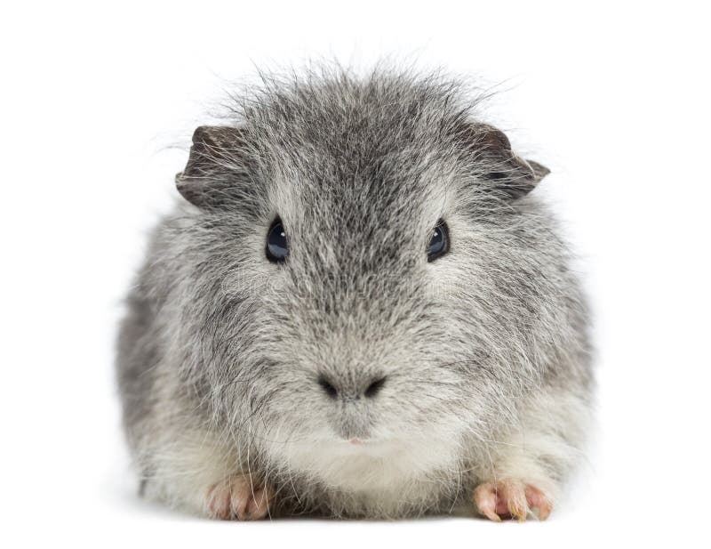 Swiss Teddy Guinea Pig Facing, Looking at the Came Stock Photo - Image ...