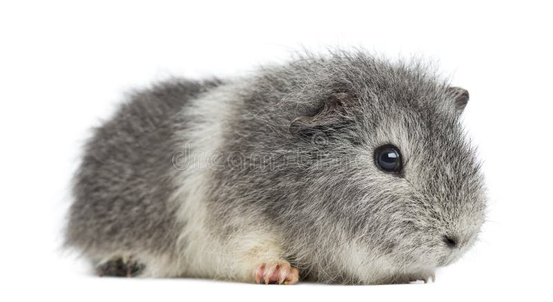 Swiss Teddy Guinea Pig, Isolated Stock Photo - Image of isolated ...