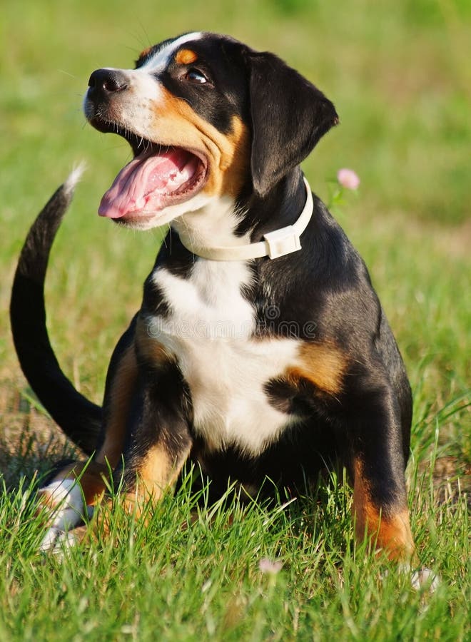 Swissy stock image. Image of tricolor, greater, puppy - 25735085