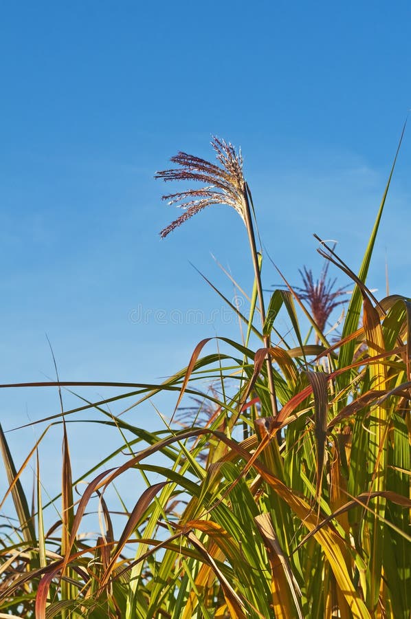 Switch grass stock image. Image of fuel, blooming, switchgrass - 27302795