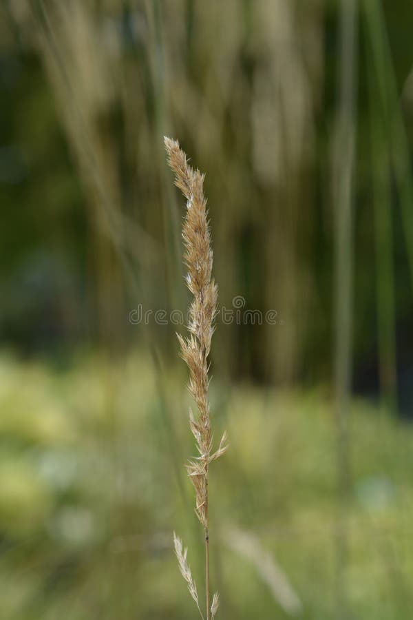 Switch Grass Heavy Metal stock image. Image of brown - 331833257