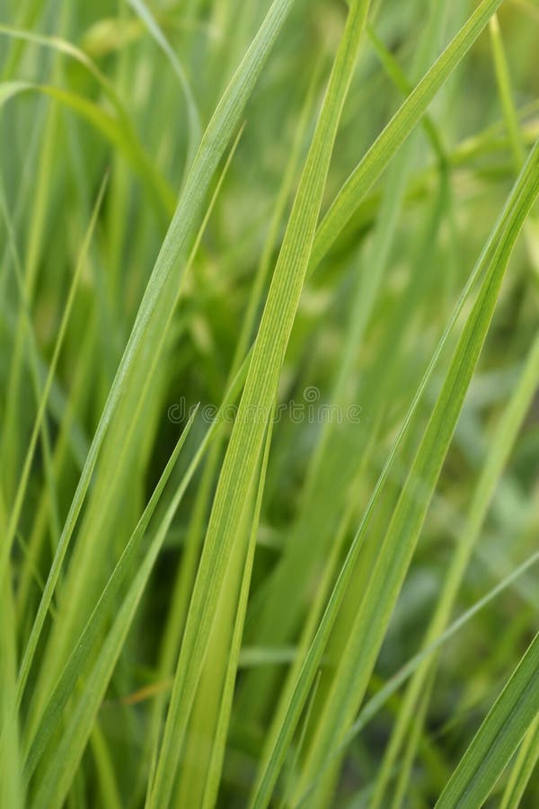 Switch Grass stock photo. Image of switch, panicum, garden - 306264636