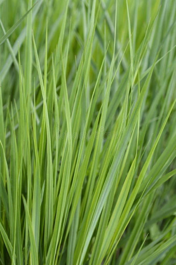 Switch Grass Northwind stock image. Image of plant, leaf - 279200425