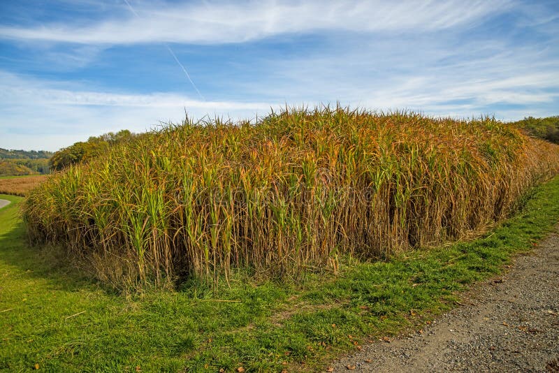 Switch grass stock image. Image of resource, miscanthus - 61460875