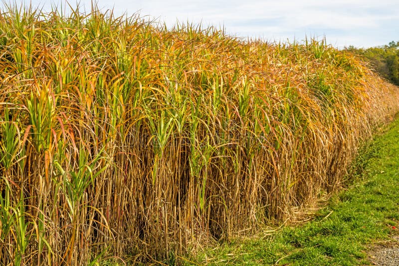 Switch grass stock image. Image of biological, heating - 61461185